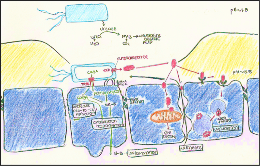 Helicobacter pylori | Mechanisms of Pathogenicity