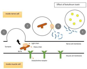 Clostridium botulinum | Mechanisms of Pathogenicity