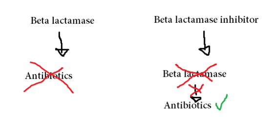 Capnocytophaga canimorsus | Mechanisms of Pathogenicity