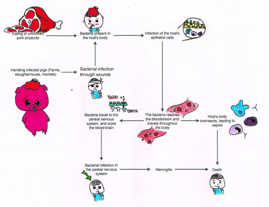 Streptococcus suis | Mechanisms of Pathogenicity