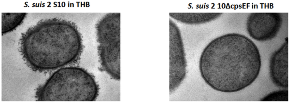 Streptococcus suis | Mechanisms of Pathogenicity
