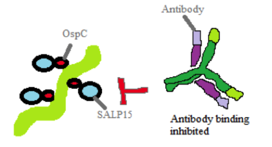 Borrelia burgdorferi | Mechanisms of Pathogenicity