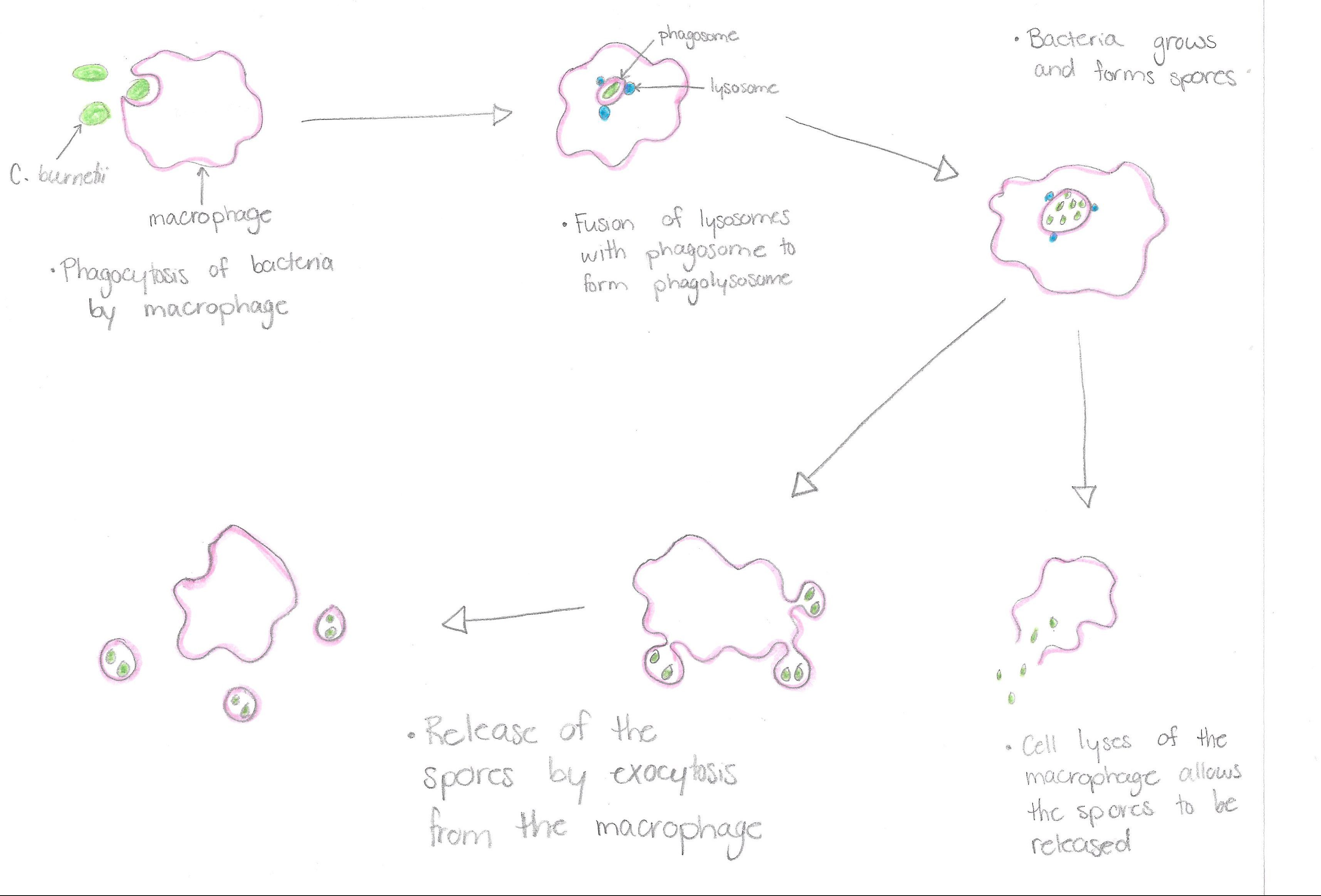Coxiella burnetii | Mechanisms of Pathogenicity