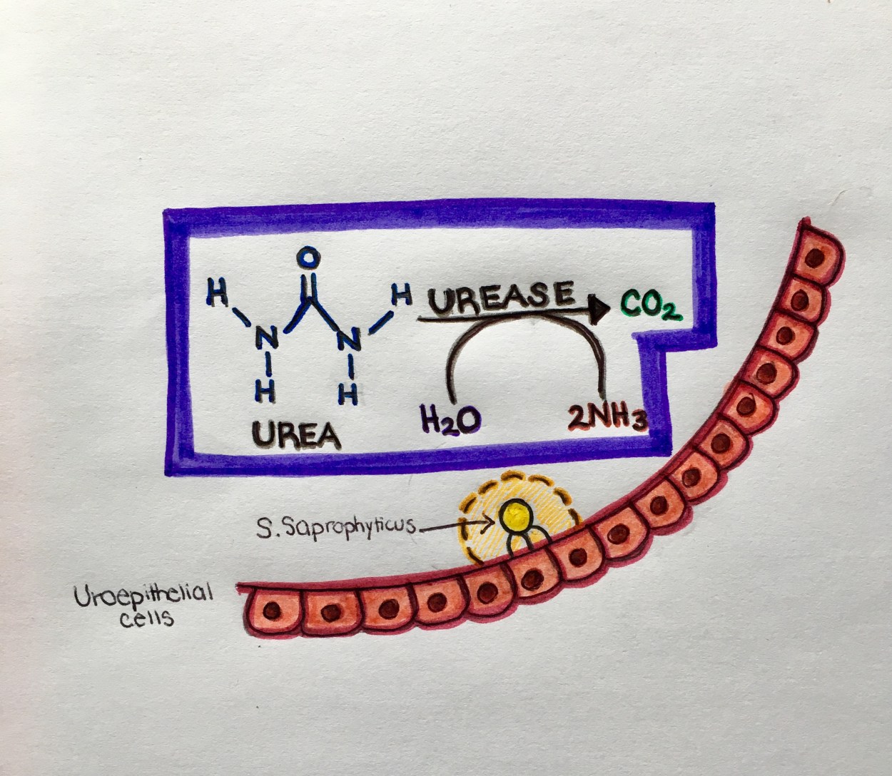 Staphylococcus saprophyticus | Mechanisms of Pathogenicity
