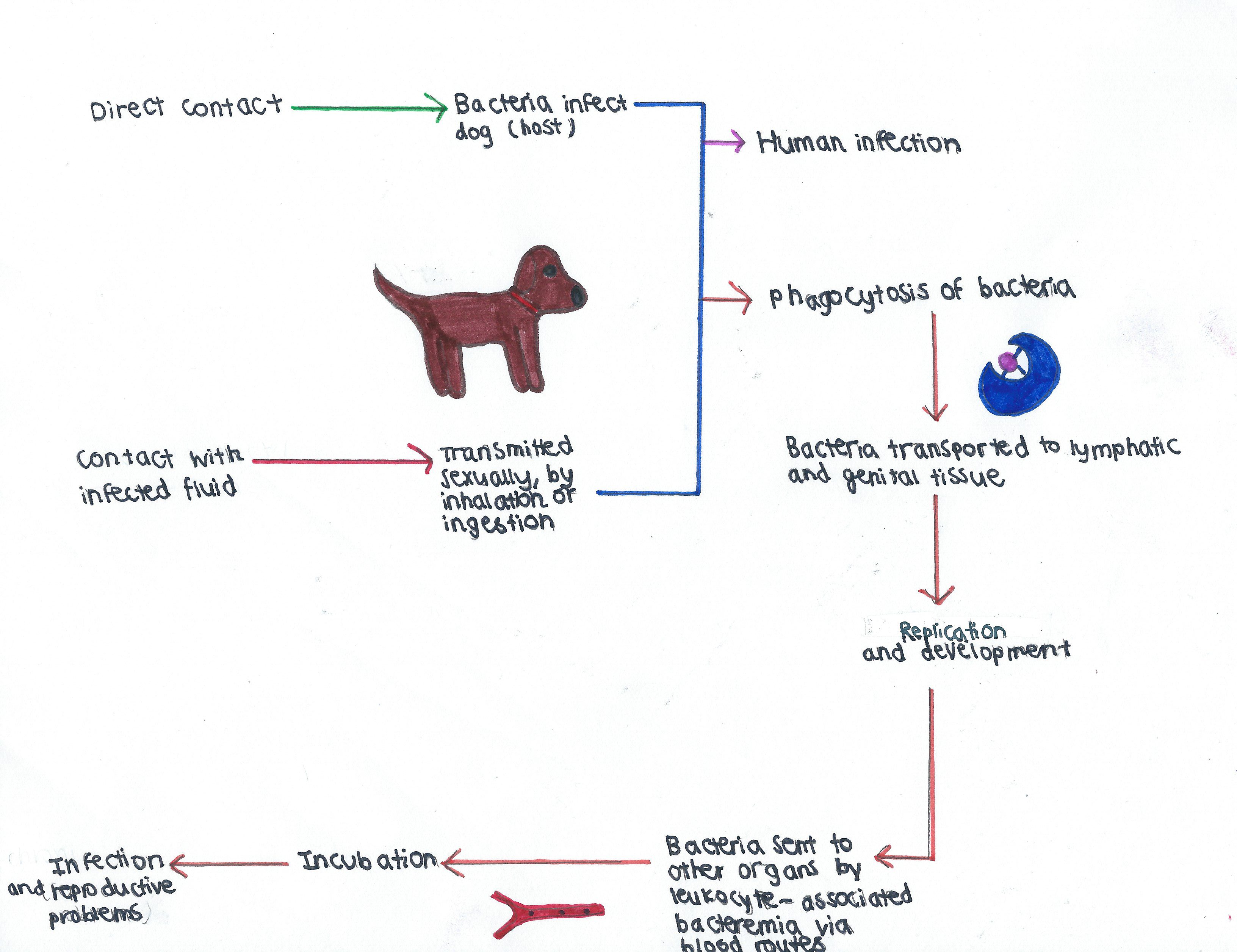 Brucella canis | Mechanisms of Pathogenicity