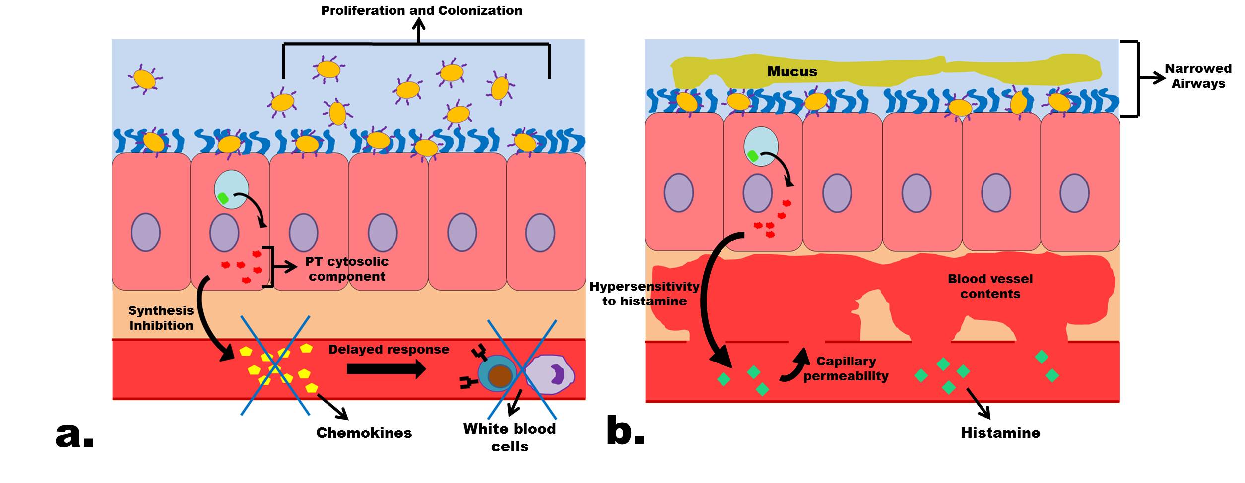 Bordetella pertussis | Mechanisms of Pathogenicity