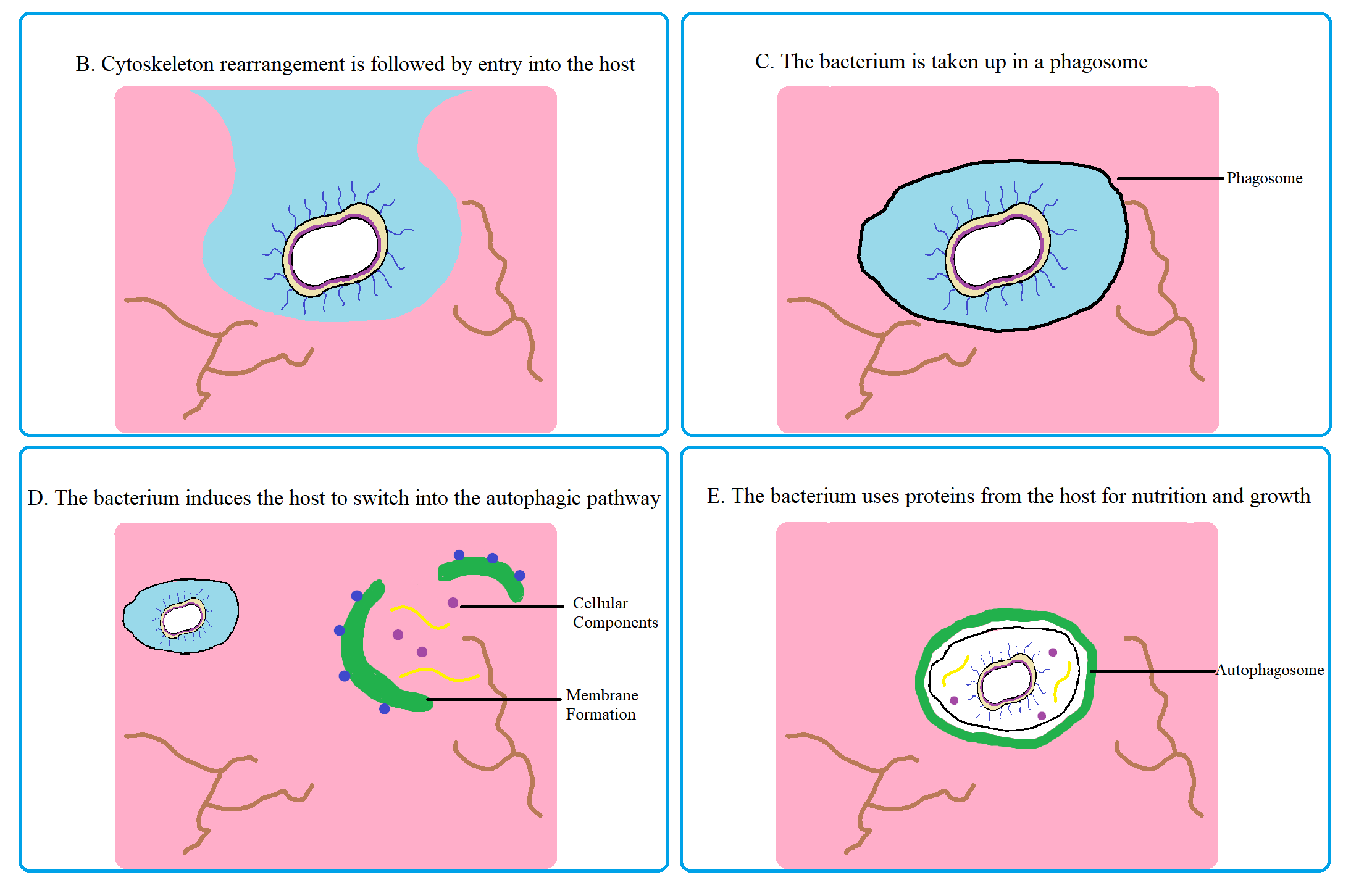 Porphyromonas gingivalis | Mechanisms of Pathogenicity
