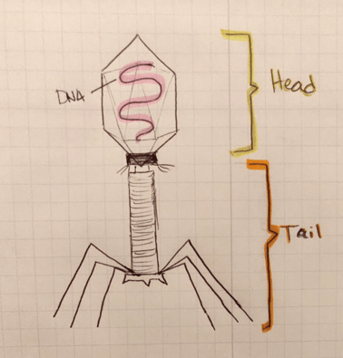 Rediscovering Phage Therapy | Mechanisms of Pathogenicity