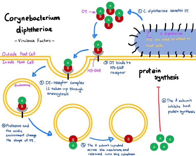 Corynebacterium diphtheriae | Mechanisms of Pathogenicity